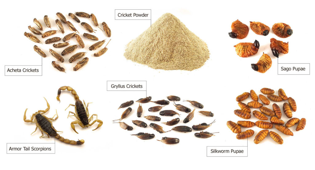 JR Unique Foods Ltd – Manufacturer of edible insect products since 2003